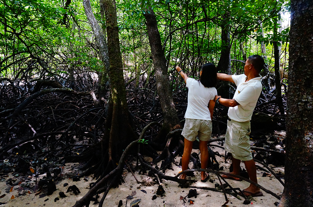 How to Spot El Nido Resorts’ Most Famous Animals – Ten Knots Group ...